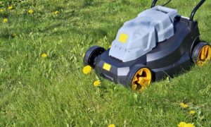 13 Easy Ways to Get Rid of Dandelions Permanently