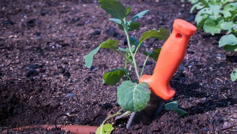20 Most Essential Gardening Tools You Should Have