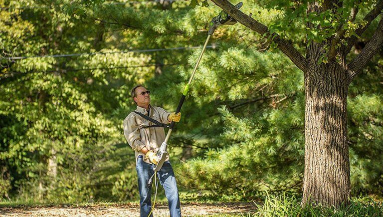 The 7 Best Hand Pruning Saws For Cutting Tree Branches 2024