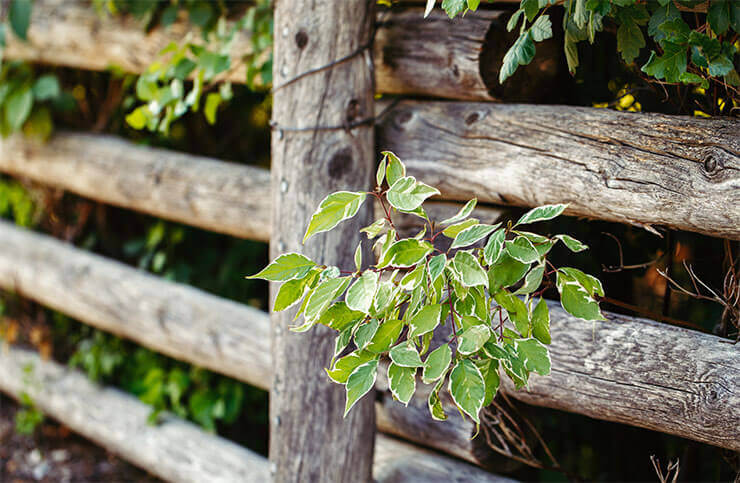 The 10 Best Simple DIY Garden Fence Ideas - Yardening Pulse